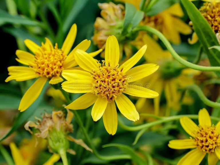 Horta Medicinal Virtual… Arnica - Rede Humaniza SUSRede Humaniza SUS ...