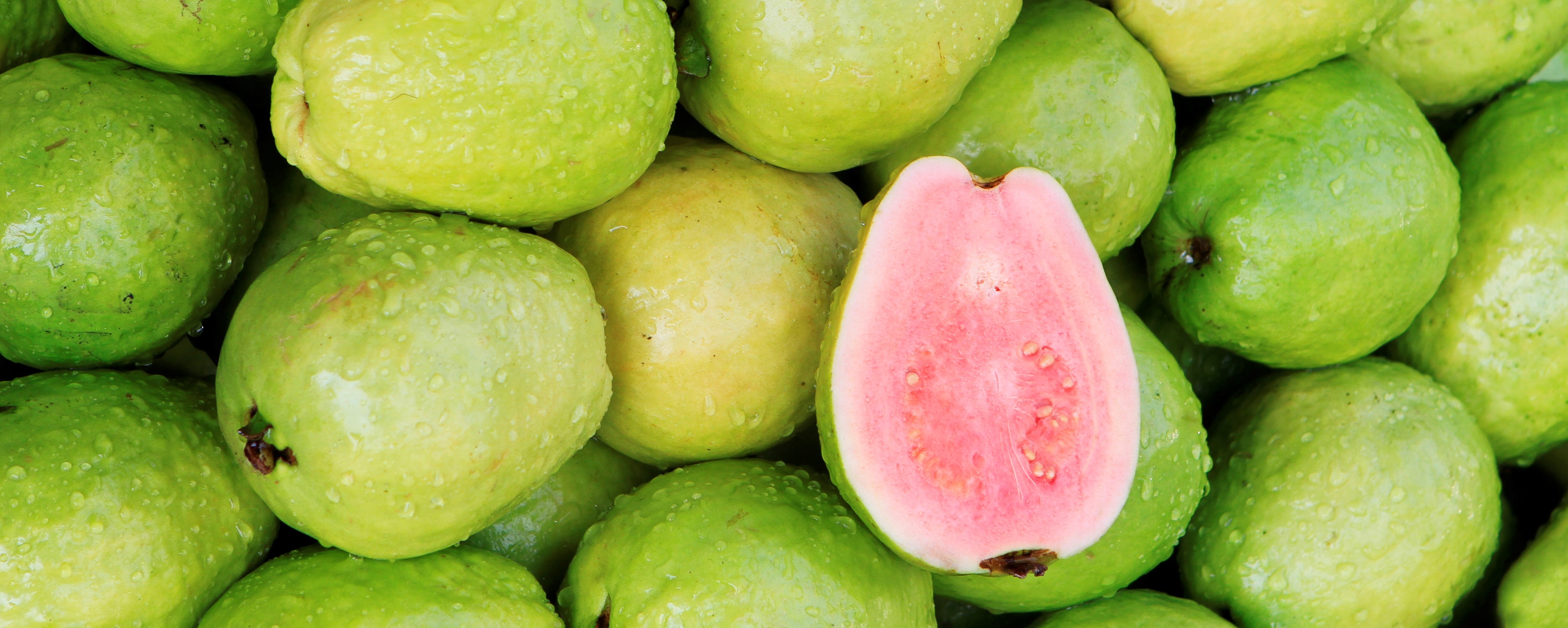 Horta Medicinal Virtual… Goiaba - Rede Humaniza SUSRede Humaniza SUS ...